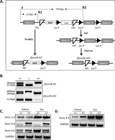 Knockout Mouse Diagrams Behavioral And Gene Expression Analysis Of