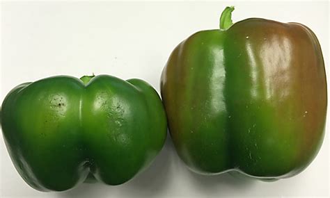 Bell Pepper Calcium Deficiency