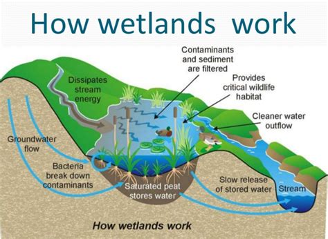 How Wetlands Work Wetland Ecosystems What Is Green