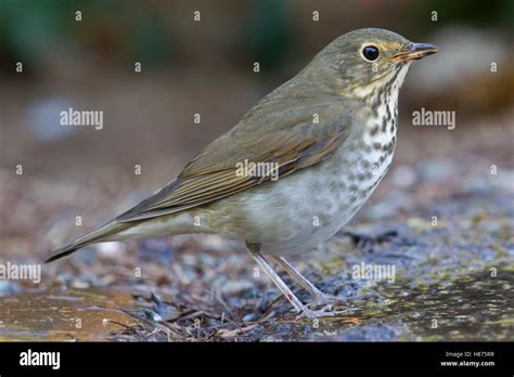 Swainsons Thrush Catharus Ustulatus At Pond Western Montana Stock