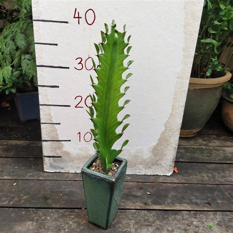 Euphorbia Hermentiana Trigona Furniture And Home Living Gardening Plants And Seeds On Carousell