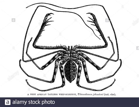 West African Tailless Whip Scorpion Vintage Illustration From 1896