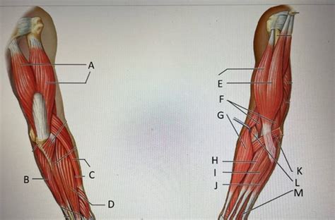 Bio 231 Upper Arm Muscles Flashcards Quizlet