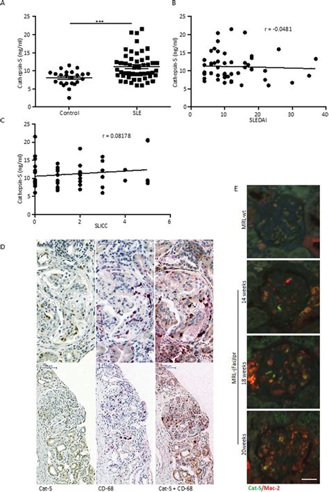 Cathepsin S In Human Sle And Lupus Nephritis A Cat S Plasma Levels