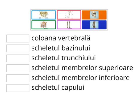Scheletul Omenesc Match Up