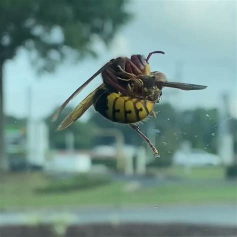 Incredible Close Up Footage Of Bees Having Sex Youtube