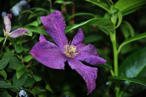 Pretty Purple Flower Stock Image Image Of Garden Green 347458661