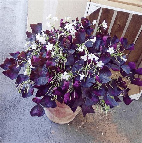 Oxalis Triangularis Dormancy Care Guide House Plant House
