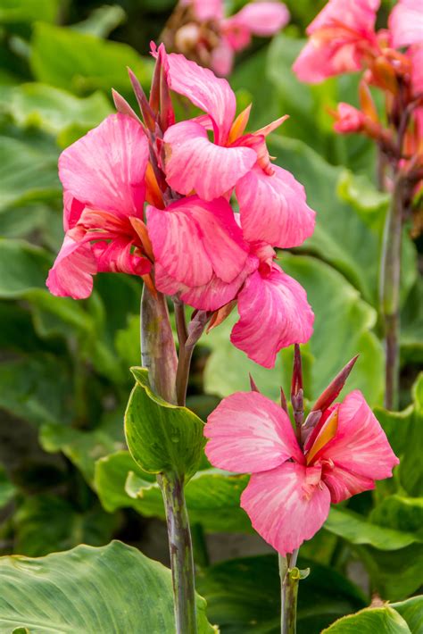 Canna Lily Blue Buddha Farm