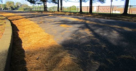 Princeton Nature Notes Evergreen Trees Deciduous Needles