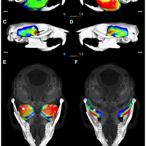 The Three Dimensional Morphometric Parameters Of Masticatory Muscles
