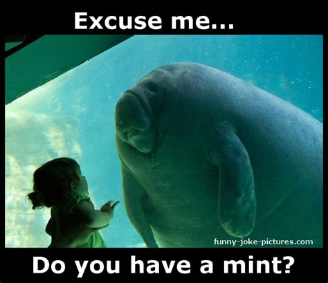 Lehigh Valley Ramblings Davinci To Pitch 130mm Aquarium To Public