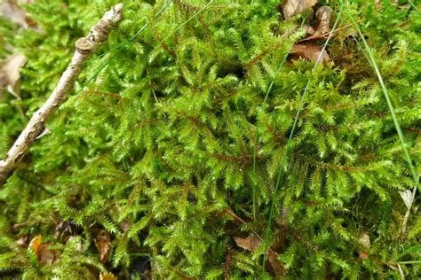 Different Types Of Moss Pictures Care MyMyDIY Inspiring DIY Projects