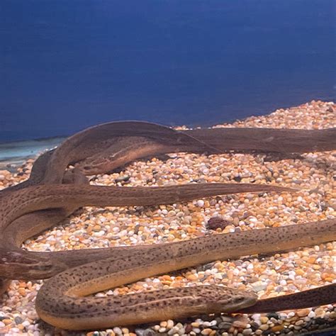 Monopterus Cuchia Wholesale Tropicals