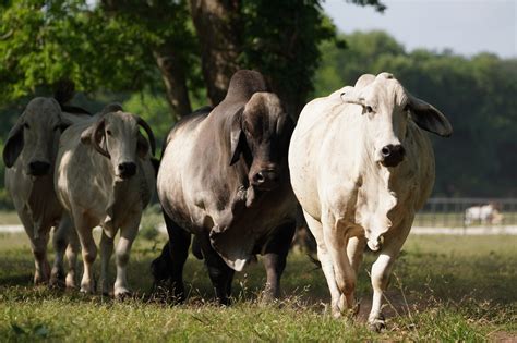 American Brahman American Brahman Breeders Association