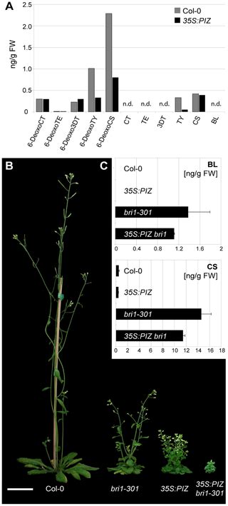 Arabidopsis Pizza Has The Capacity To Acylate Brassinosteroids Plos One