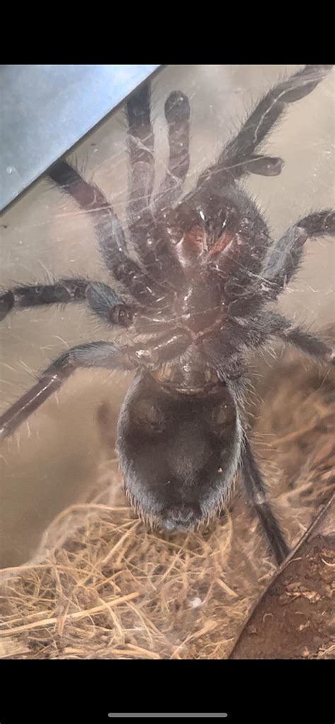 Sex Of My T Vagans R Tarantulas