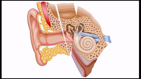 Cours Système Auditif Et Perte Daudition Youtube