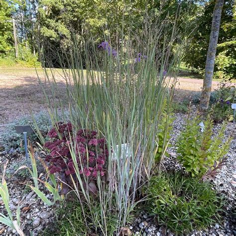 Ruten Hirse Heavy Metal Panicum Virgatum Heavy Metal