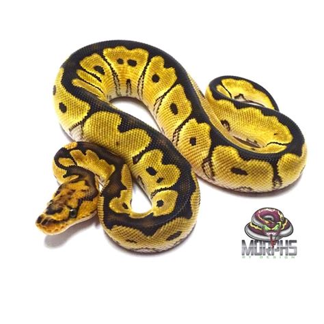 Lace Clown Ball Python By Morphs By Design Lace Clown Ball Python By Morphs By Design