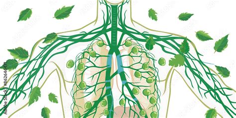 Illustration Of Human Lymphatic System Lymphatic System And Lungs