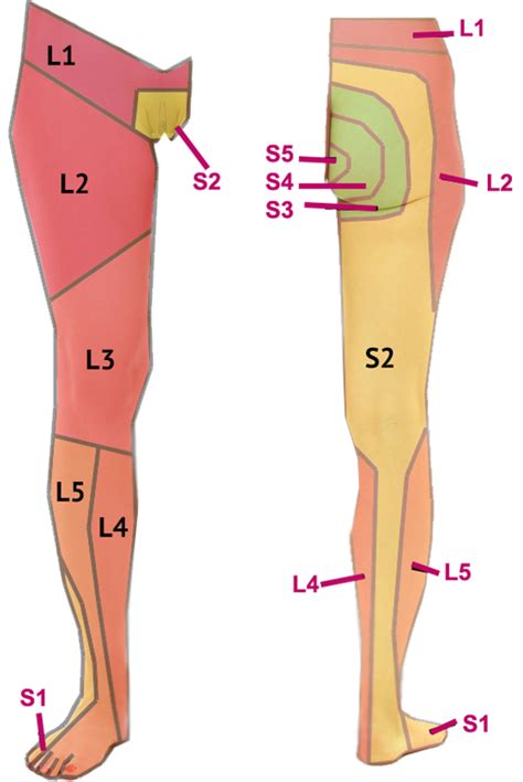 Dermatomes Of The Lower Limb Uni Medicine Pinterest Bodies