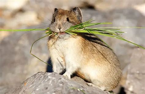 Pika Description Habitat Image Diet And Interesting Facts