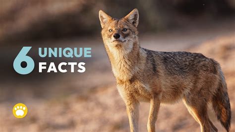 6 Unique Facts About The Golden Jackal You Didnt Know Youtube