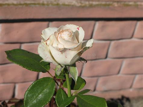 Little Light Rose Stock Image Image Of Garden Beautiful 101177305