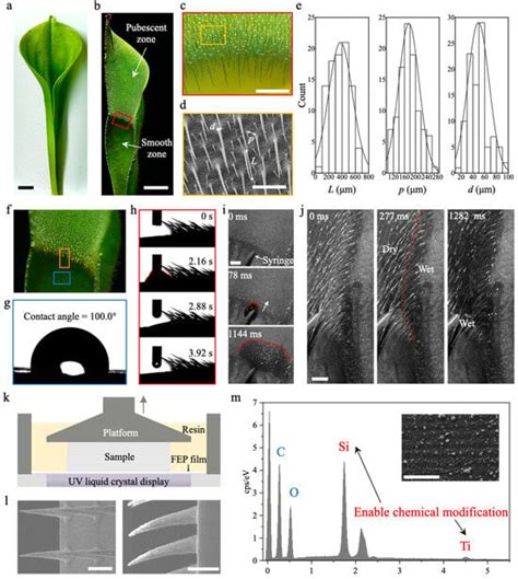 Capillary Wicking On Heliamphora Minor Mimicking Mesoscopic Trichomes Array
