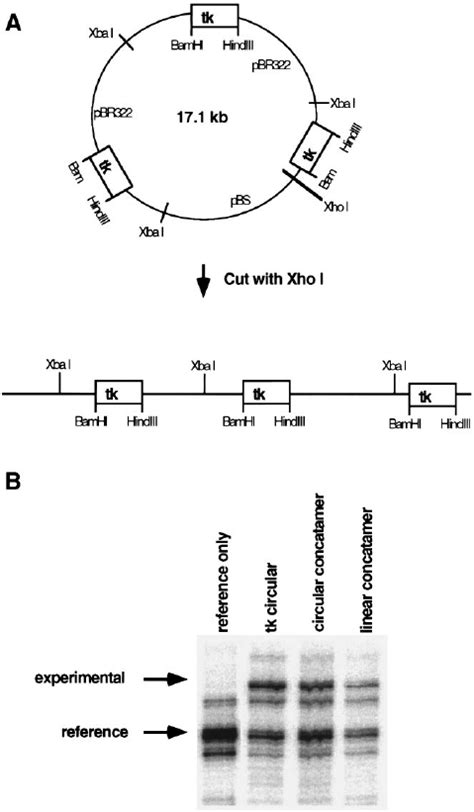 Linear Plasmid Multimers Are Transcribed A Construction Of The Tk Download Scientific