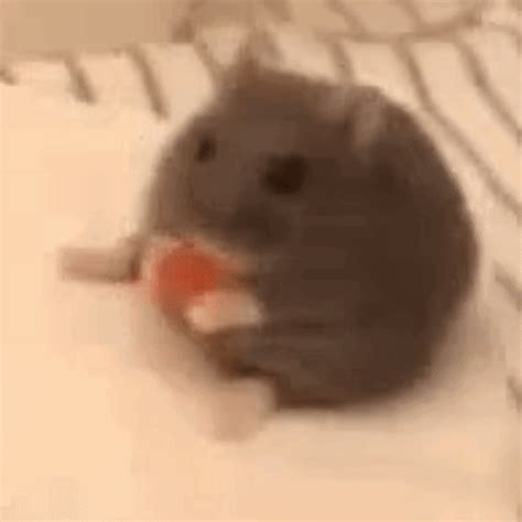 Hamster Meme Pfp Edited On Sale Innoemengpsuacth