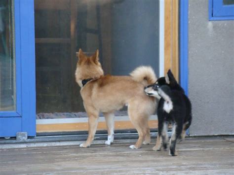 Shiba Taro With His Ears Back Nervously Looks Inside The… Flickr