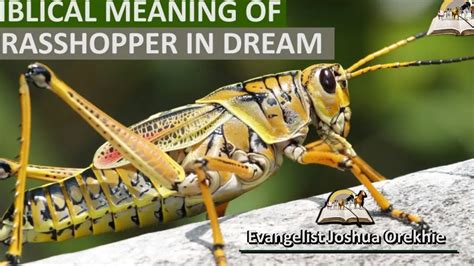 The Spiritual Significance Of Grasshoppers In Dreams Unveiling The