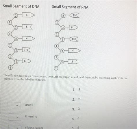 Solved Small Segment Of DNA Small Segment Of RNA Va Eletes Chegg