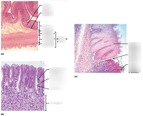 Stomach Histology Diagram Quizlet