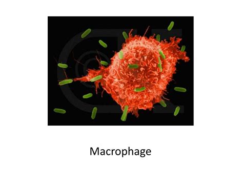 Ppt The Immune System Powerpoint Presentation Free Download Id2913999
