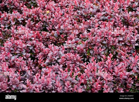Berberis Thunbergii Concorde Japanese Barberry Berberis Concorde