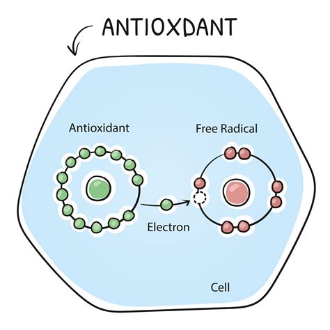 Wat Zijn Antioxidanten Viva Donna