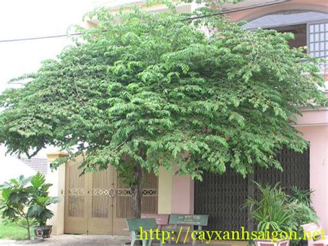 Cây Trứng Cá Cây Xanh Sài Gòn
