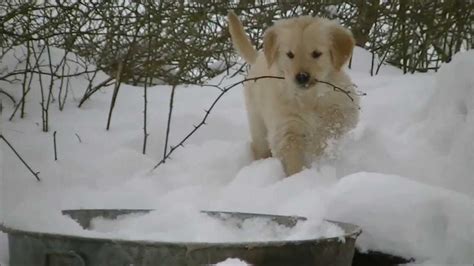 Adorable Golden Retriever Puppies in the Snow! - YouTube