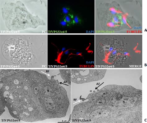 A Immunofluorescence Images Showing Multinuclear Cells Overexpressing Download Scientific