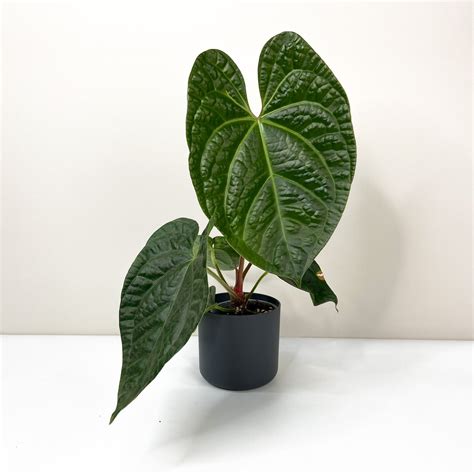 Anthurium Magnificum X Luxurians Foliage Dreams