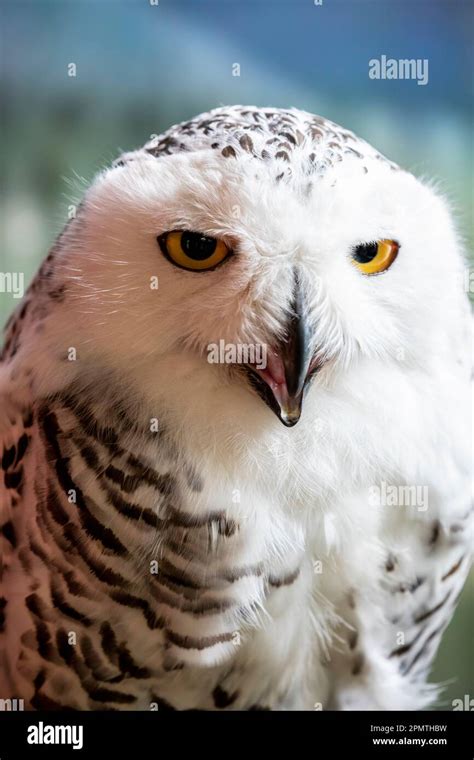 The Closeup Image Of Snowy Owl Bubo Scandiacus It Is A Large White