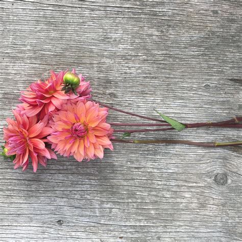 Dahlia Sonic Bloom Bird Tree Urban Farm