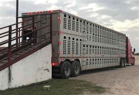 Regresará Unión Ganadera A Cruzar El Ganado Por Del Río Por Revisiones