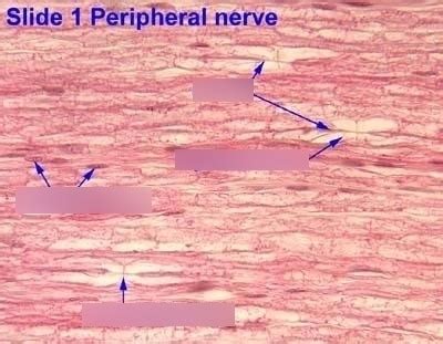 Medullated Nerve Teased Diagram Quizlet