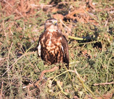 Immature Swainsons Hawk 192 Photo By Martin Molina Sou Flickr