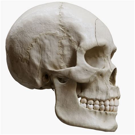 Human Skull Explode Anatomy Atlas 3d Model