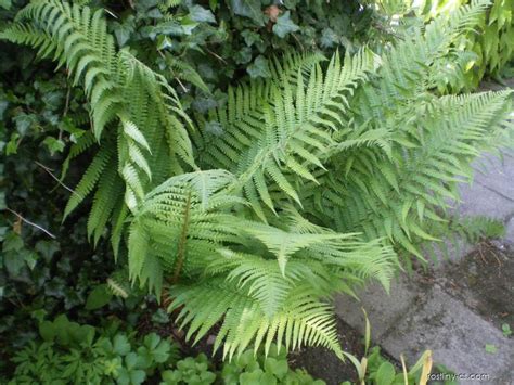 Kaprad´ Samec Dryopteris Filix Mas Rostlina Rostliny